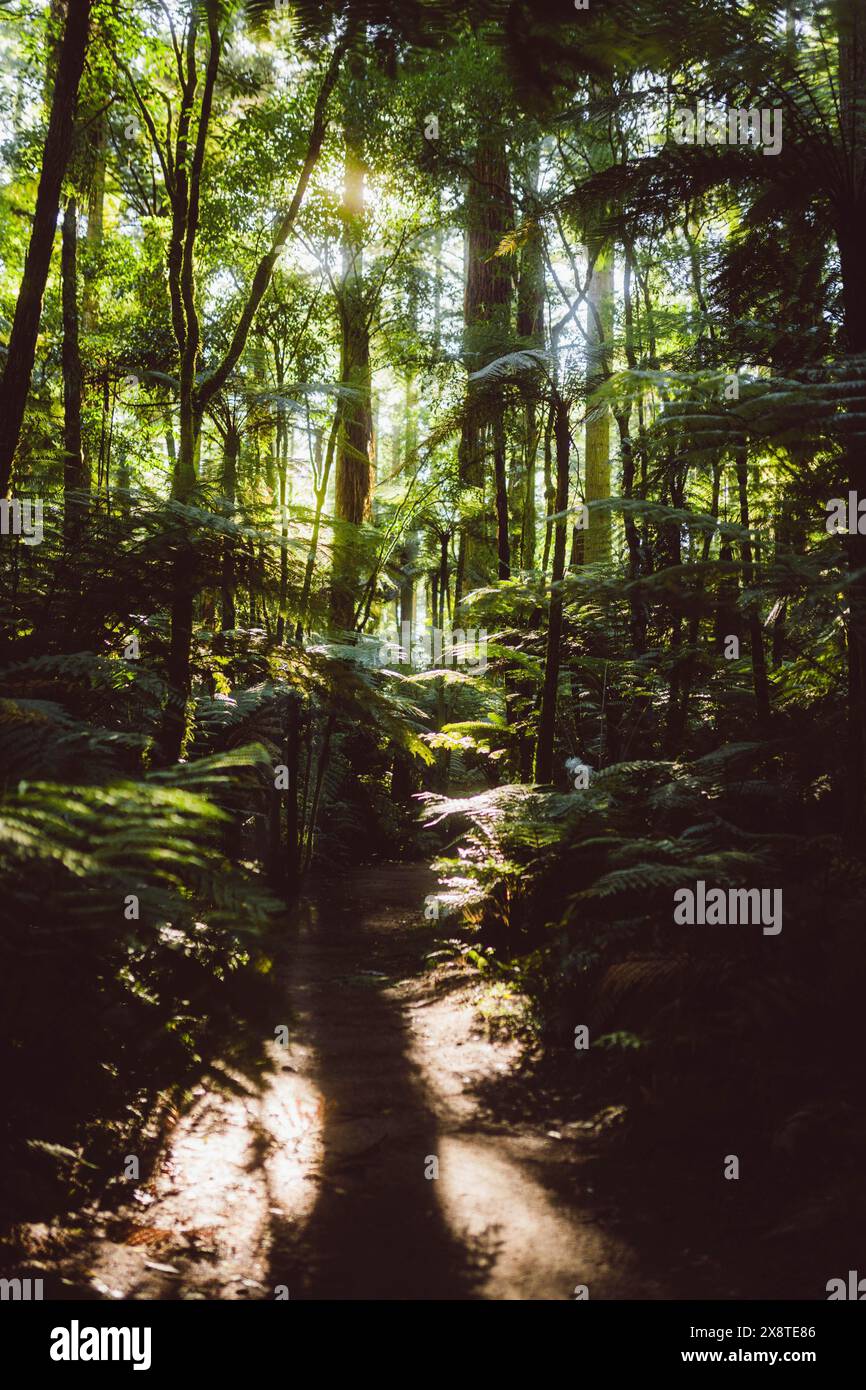 Walking trail in the Redwoods forest in Rotorua, New Zealand Stock ...