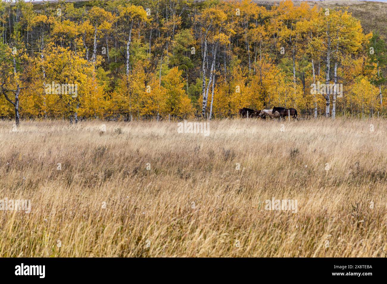 Grassfield with horses and trees in the background. Autumn scene with ...