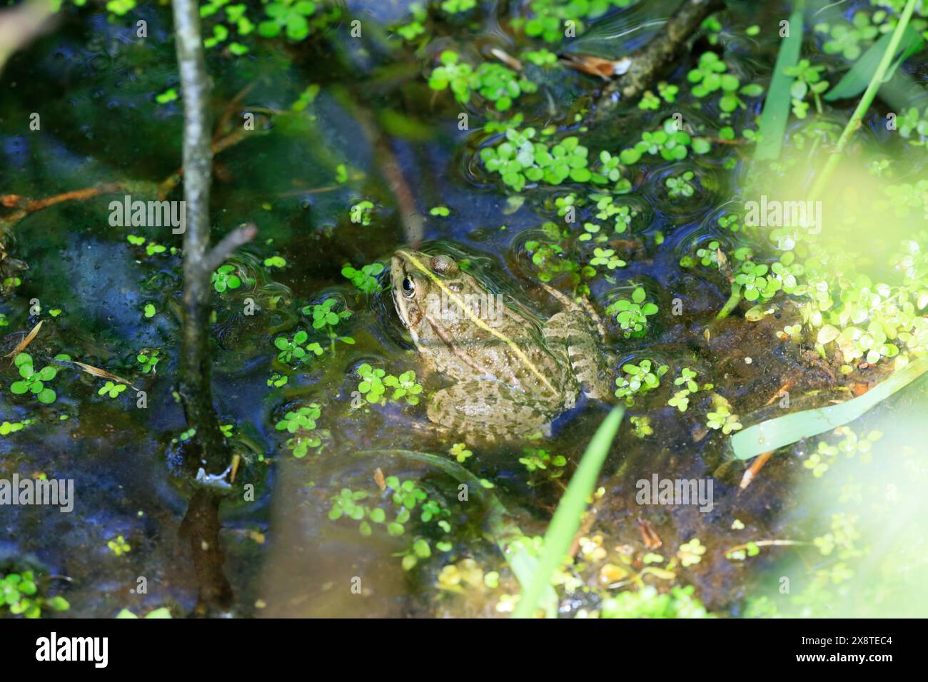 Water frog or pond frog, Pelophylax esculentus or Rana esculenta ...
