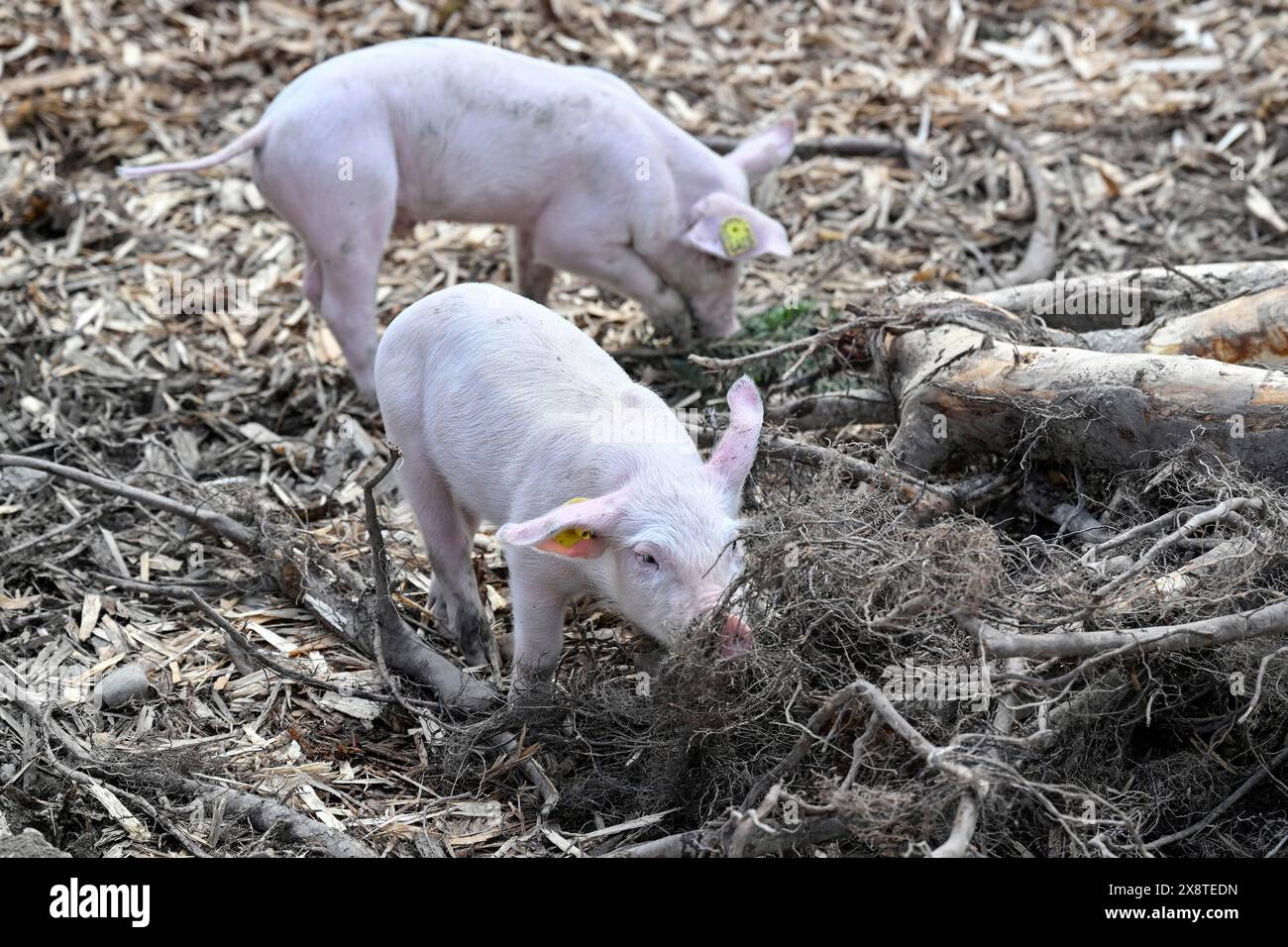 Piglet picture hi-res stock photography and images - Alamy