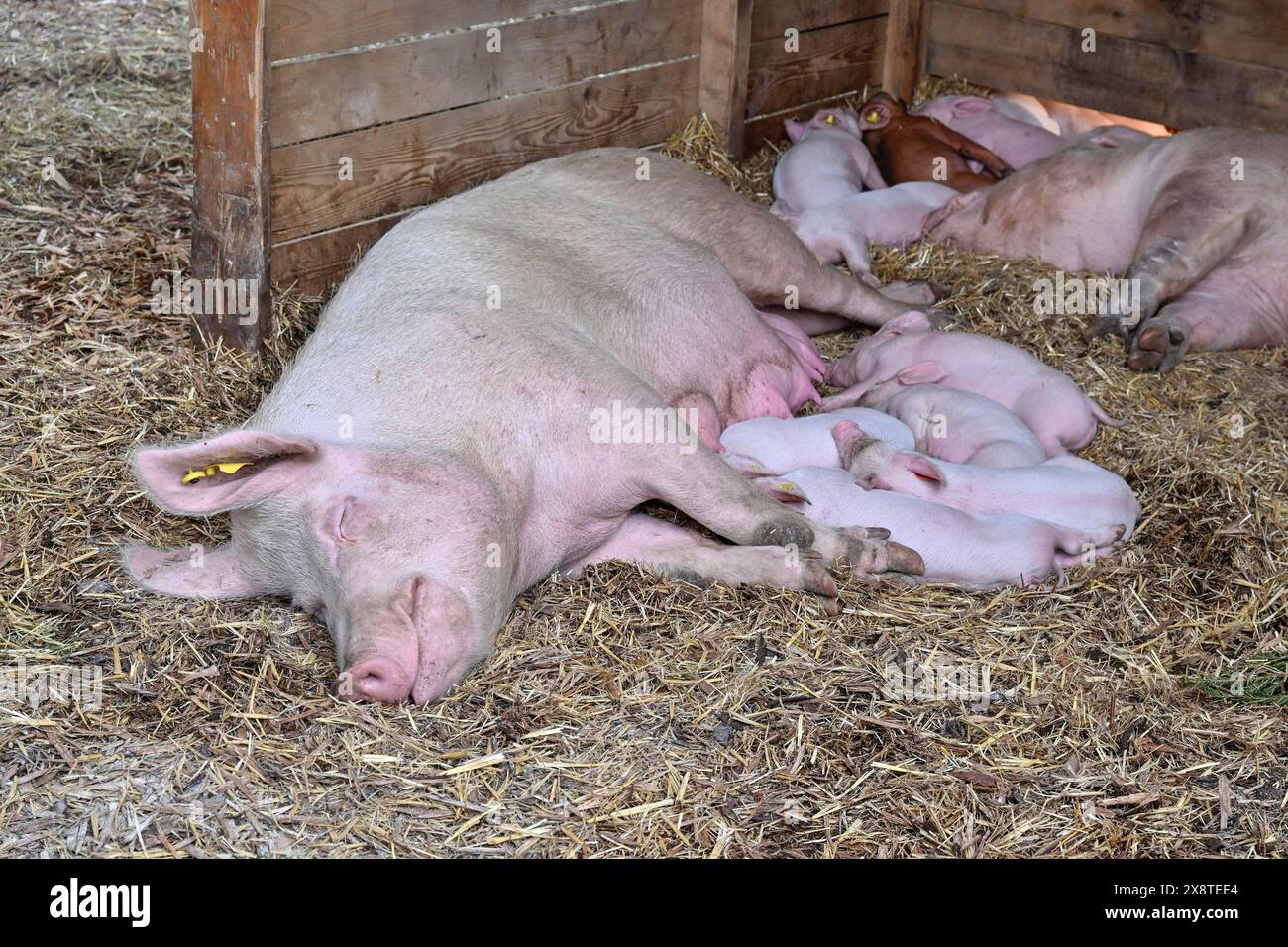 Mother pig with piglet Stock Photo - Alamy