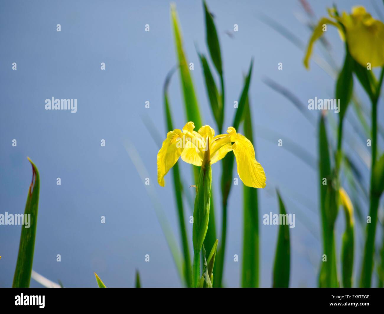 Individual iris hi-res stock photography and images - Alamy