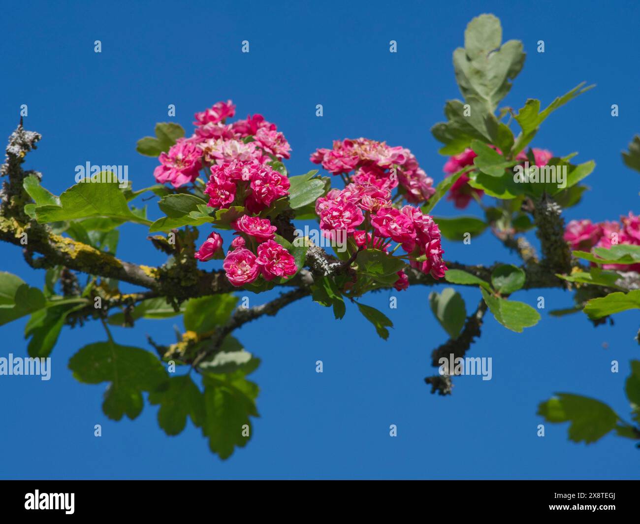 Hawthorn (Crataegus laevigata Stock Photo - Alamy