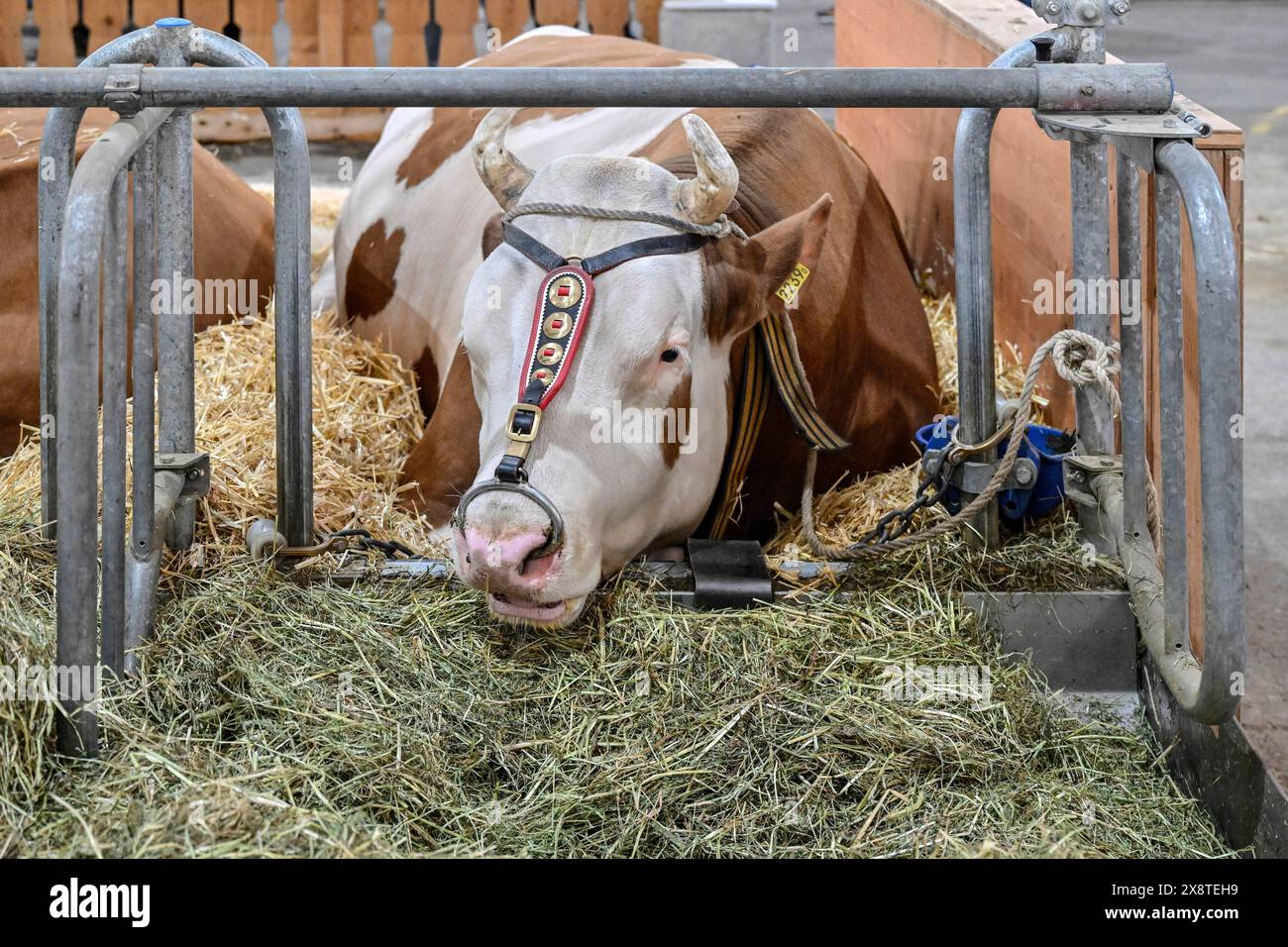 Simmental dairy cow Stock Photo - Alamy