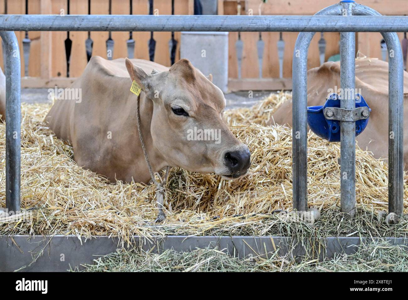 Dairy cow Jersey Stock Photo - Alamy