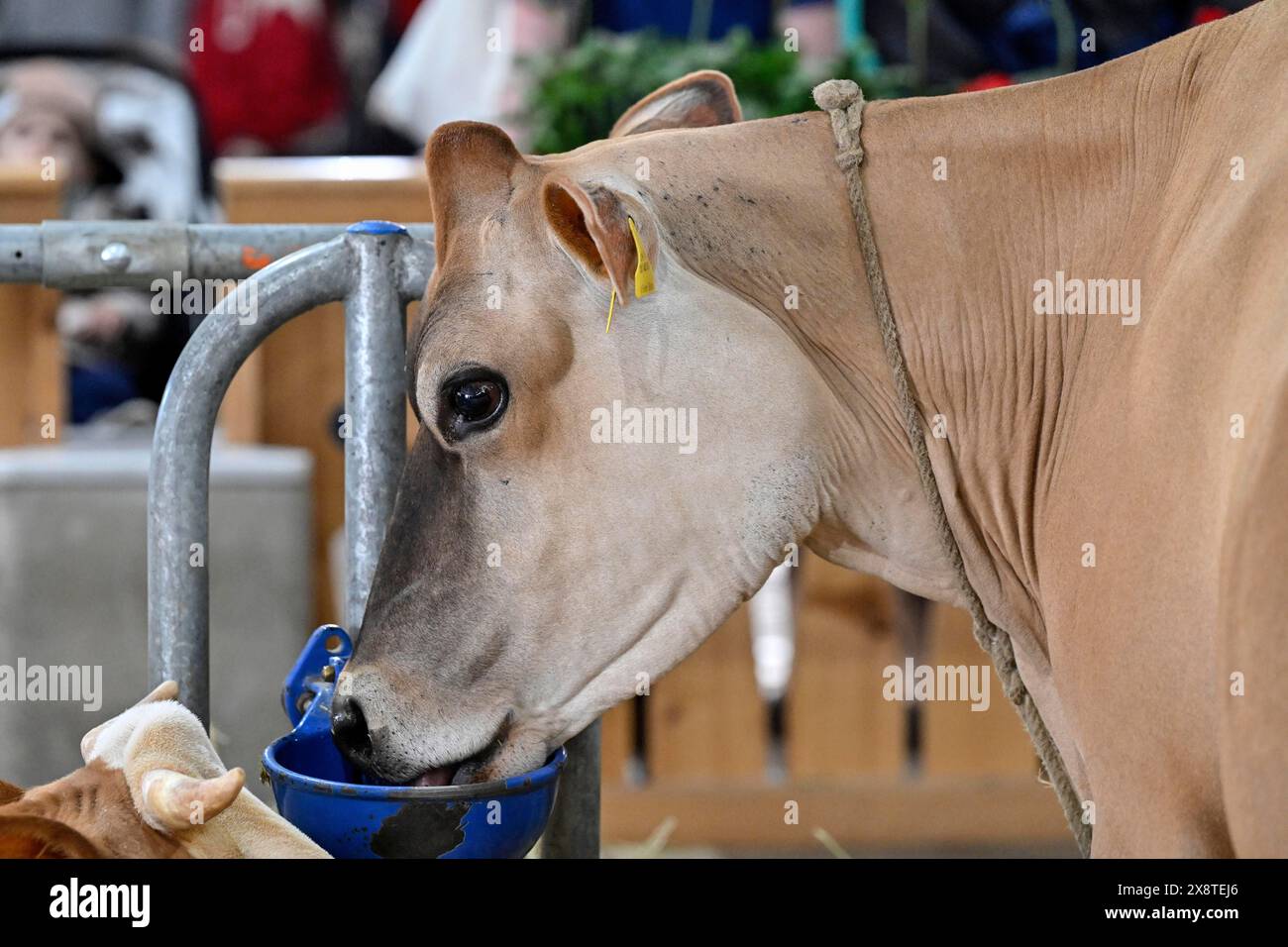 Dairy cow Jersey Stock Photo - Alamy