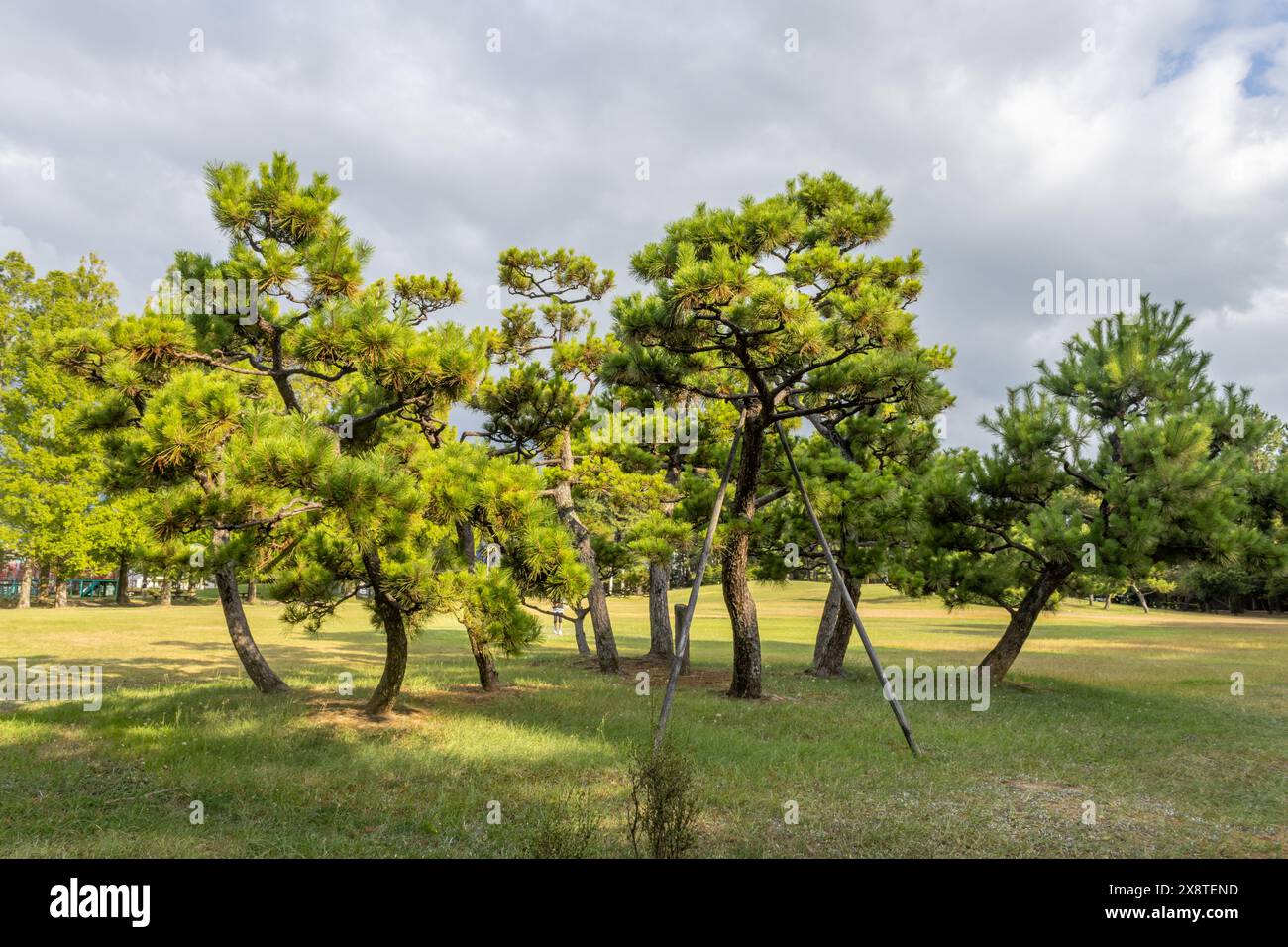 Japanese fir trees hi-res stock photography and images - Alamy