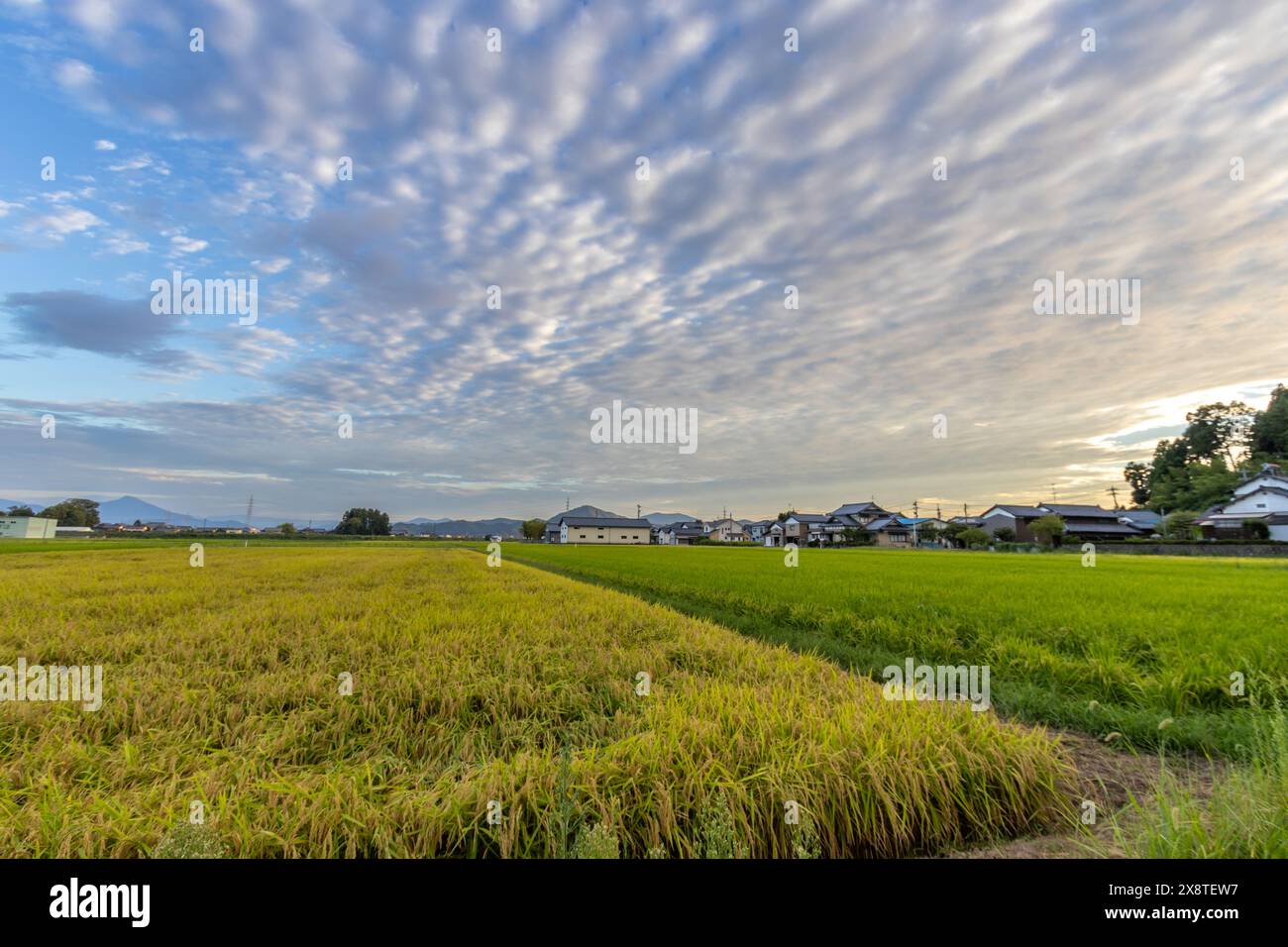 Rice field in summer, with the rice, known as ine at this stage in its ...