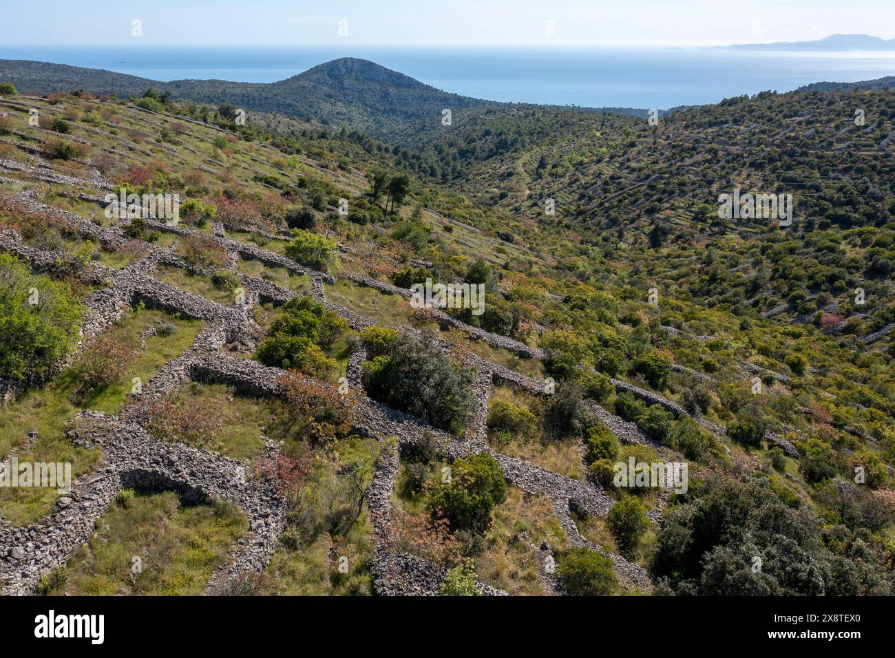 Lavender fields in front of flowering, and typical stone walls, Brusje ...