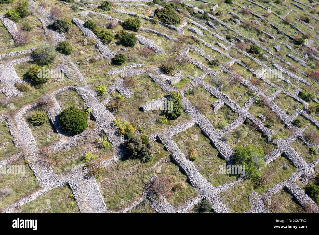 Lavender fields in front of flowering, and typical stone walls, Brusje ...