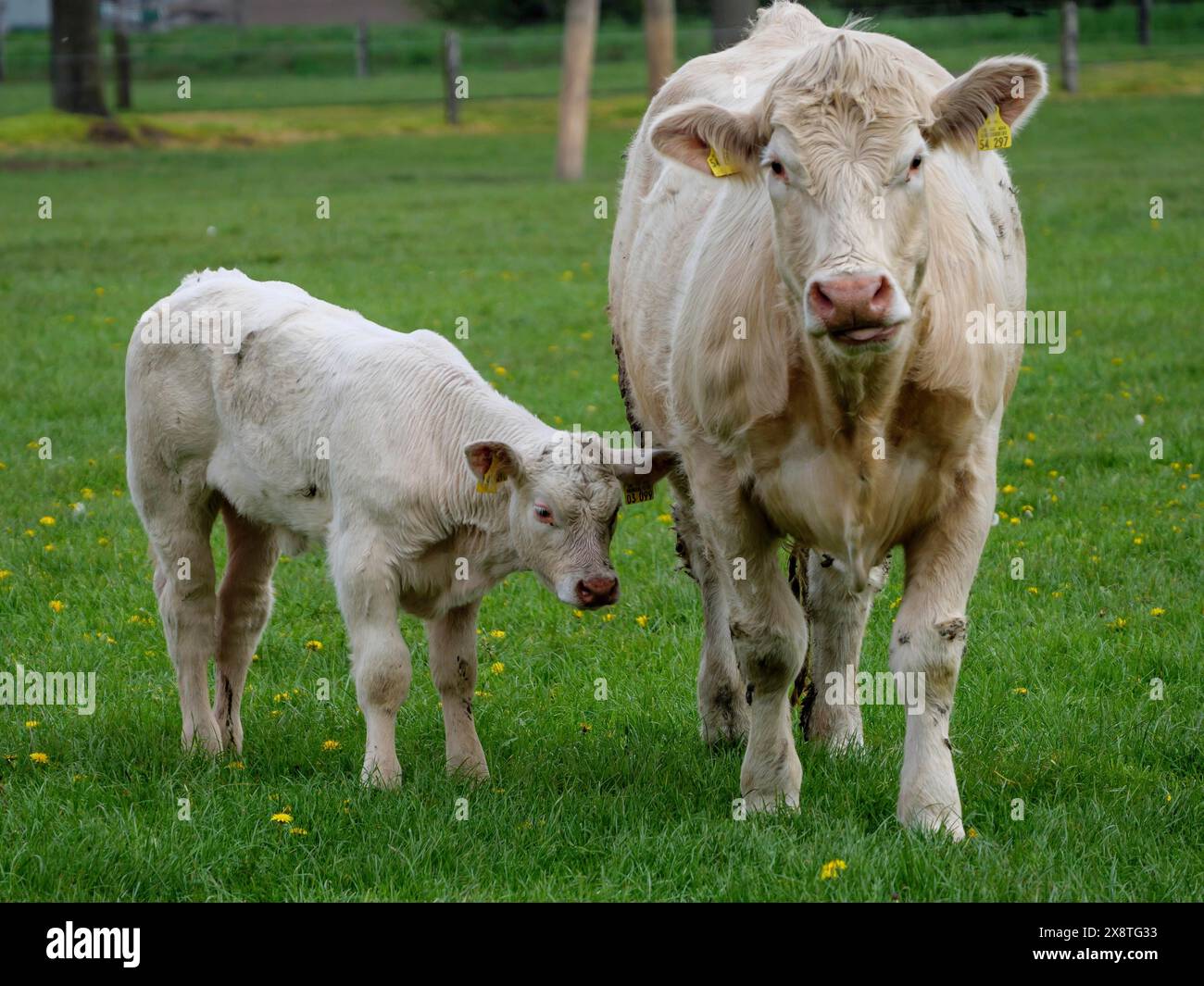 Cow calf stand in green hi-res stock photography and images - Alamy