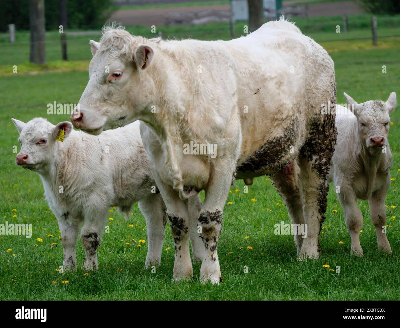 A larger cow with two calves grazing in a green field, white cows and ...