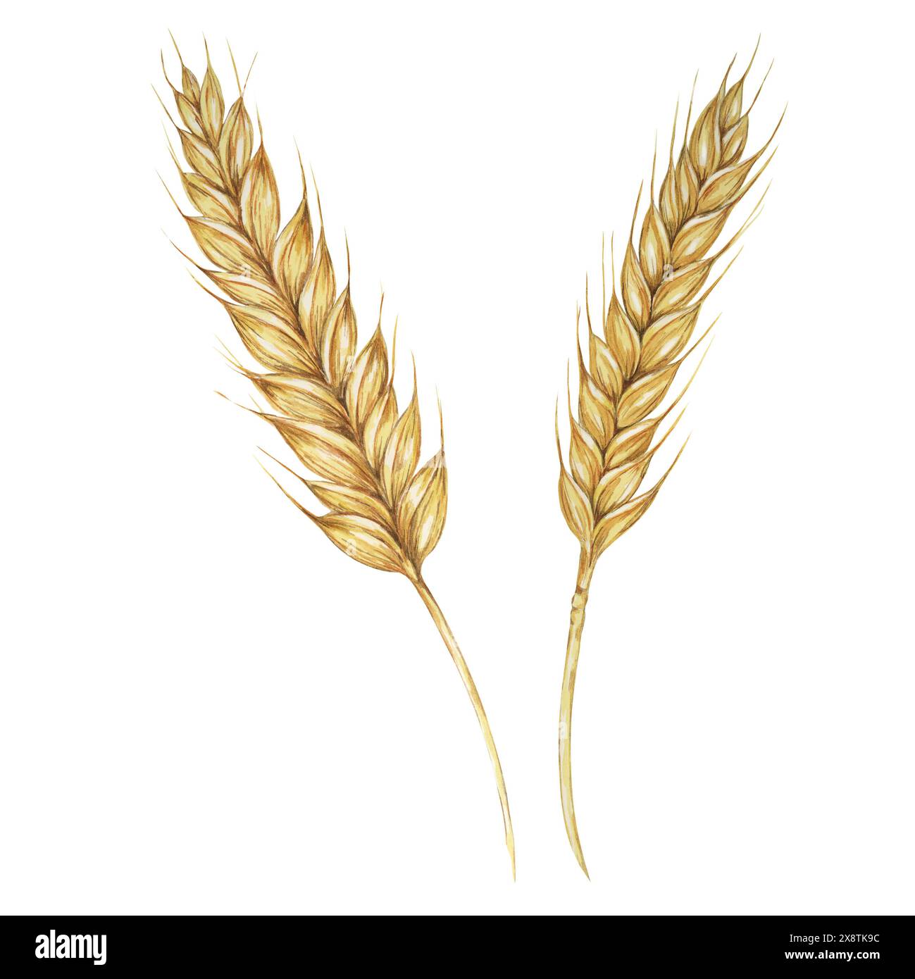 Barley spikes, cereal grain ears, wheat stalks. Symbol of Shavuot ...