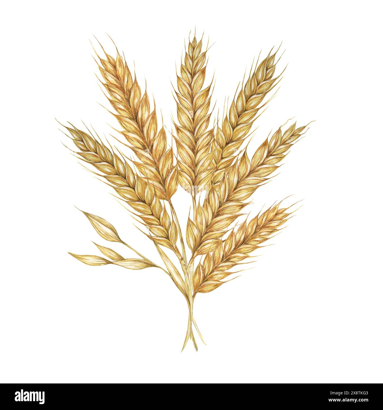 Wheat ears bunch, stalks of barley bouquet, cereals spikes. Watercolor ...