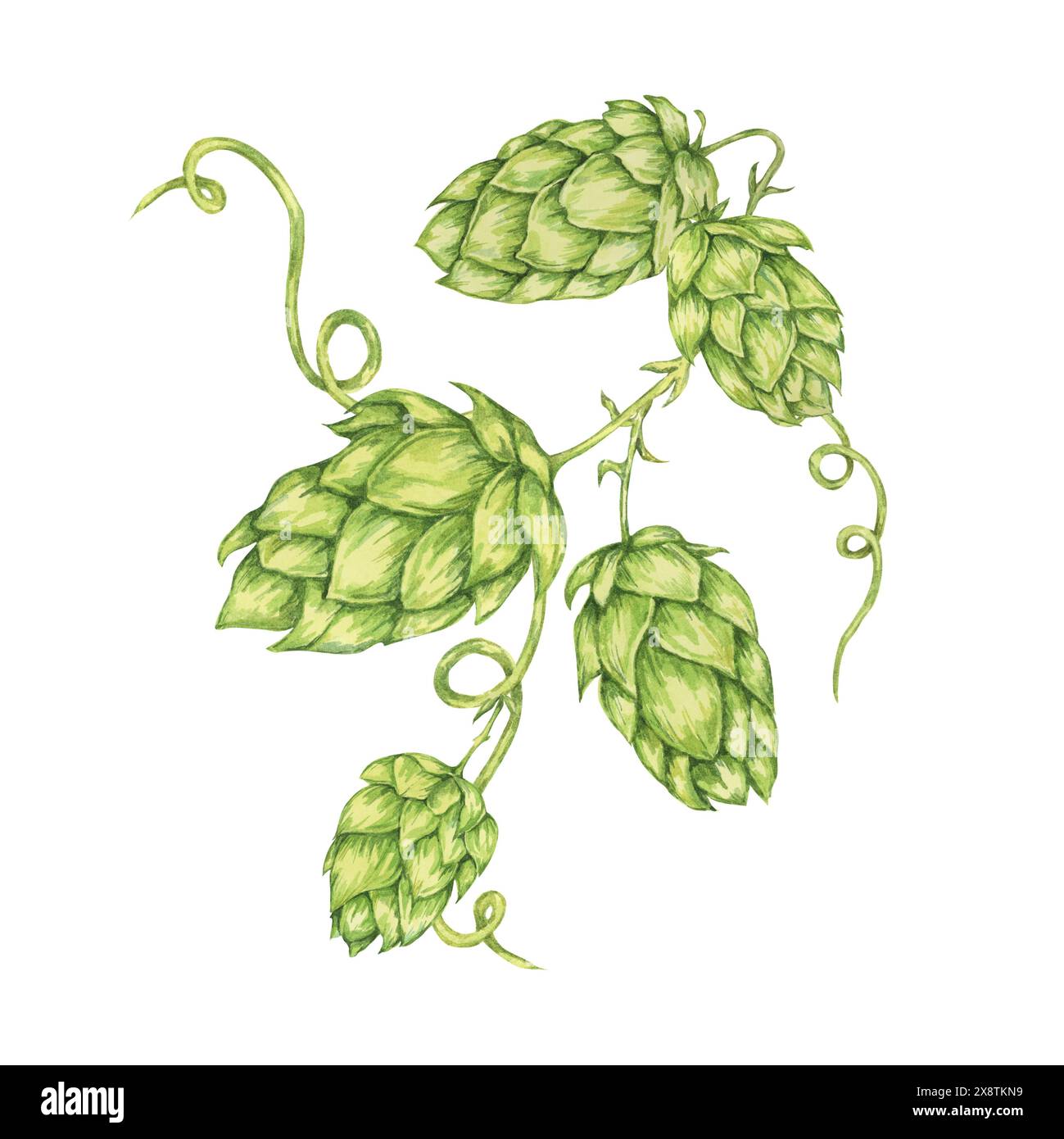 Hop cones watercolor illustration. Green humulus lupulus vine for ...