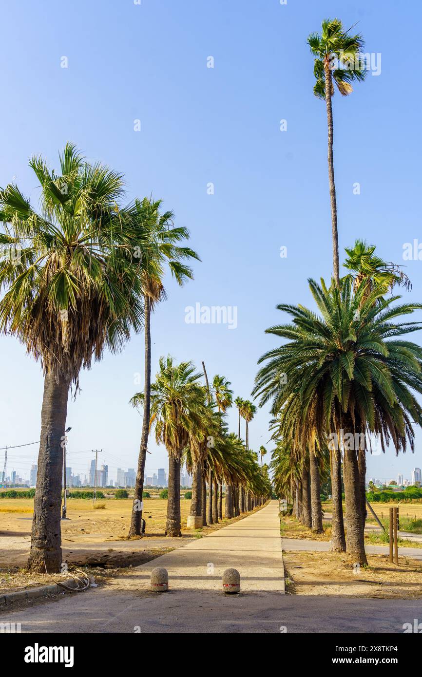 View of the palm trees avenue in the historic Mikveh Israel youth ...