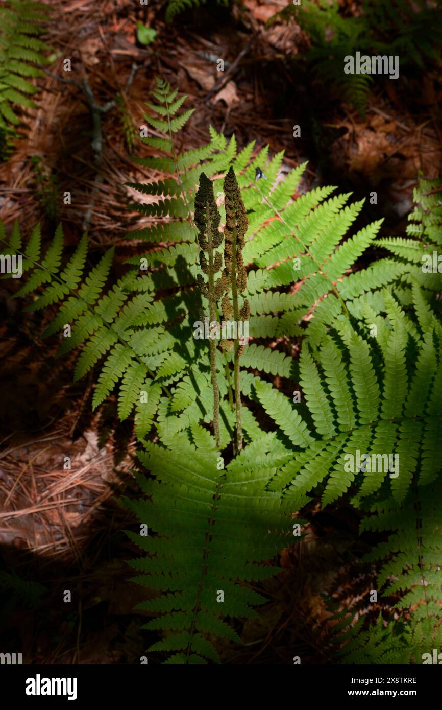 Cinnamon ferns growing in the Appalachian Mountains of Western North ...