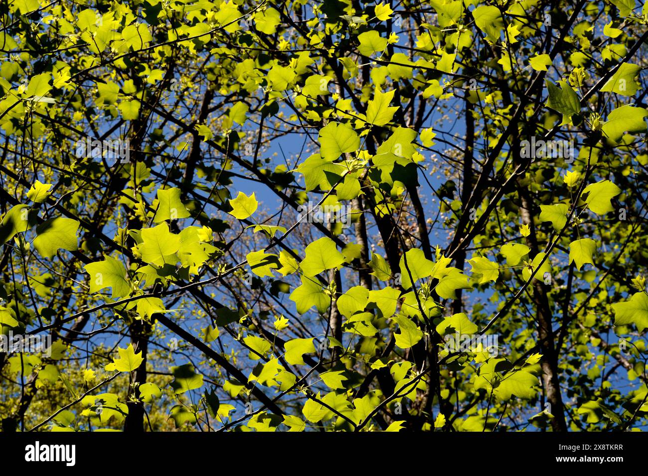 Tulip poplar tree leaves in early spring in the Appalachian Mountains ...