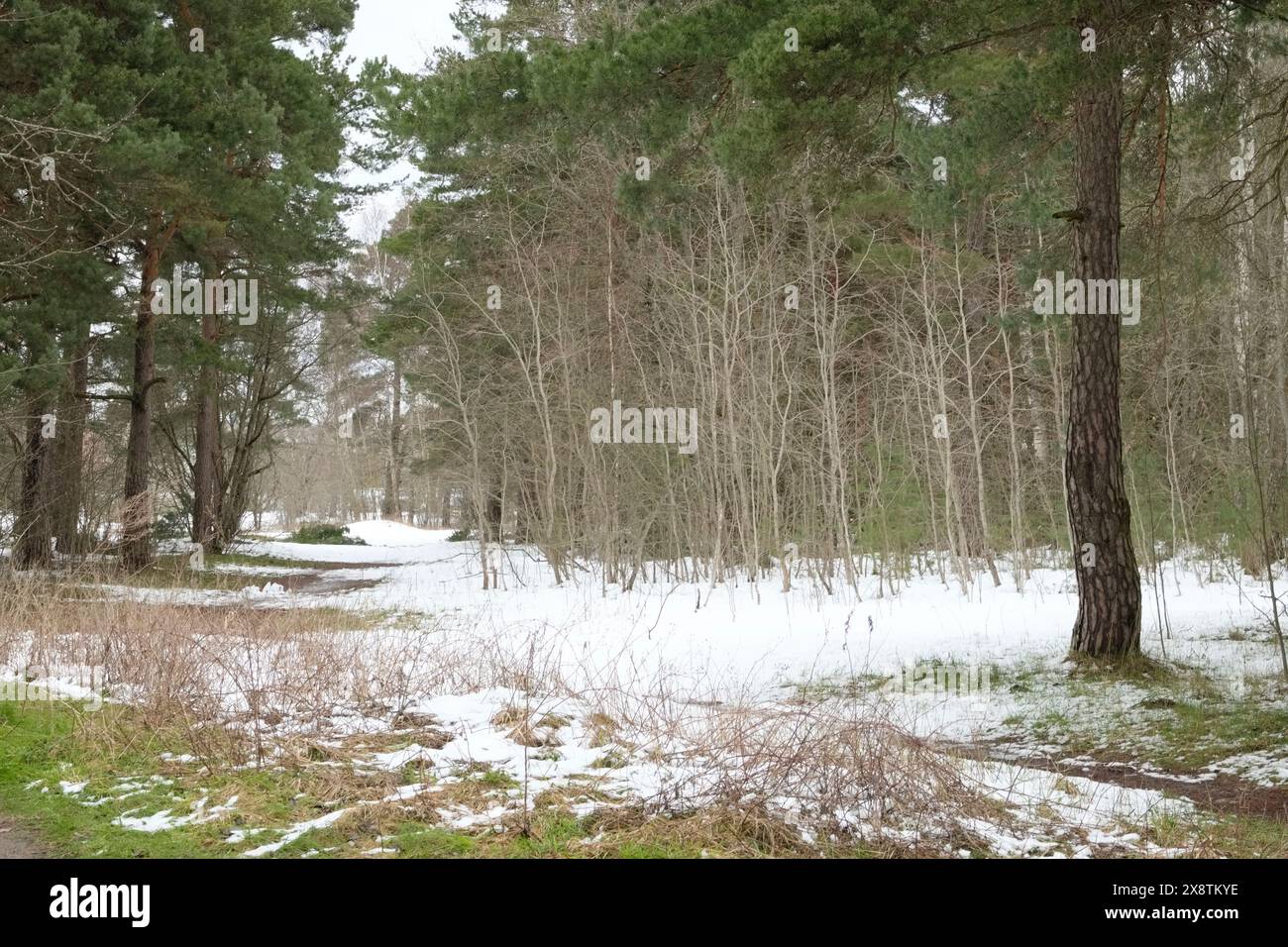 Wooded area on pathway between Tallinna Hipodroom (Tallinn Hippodrome ...