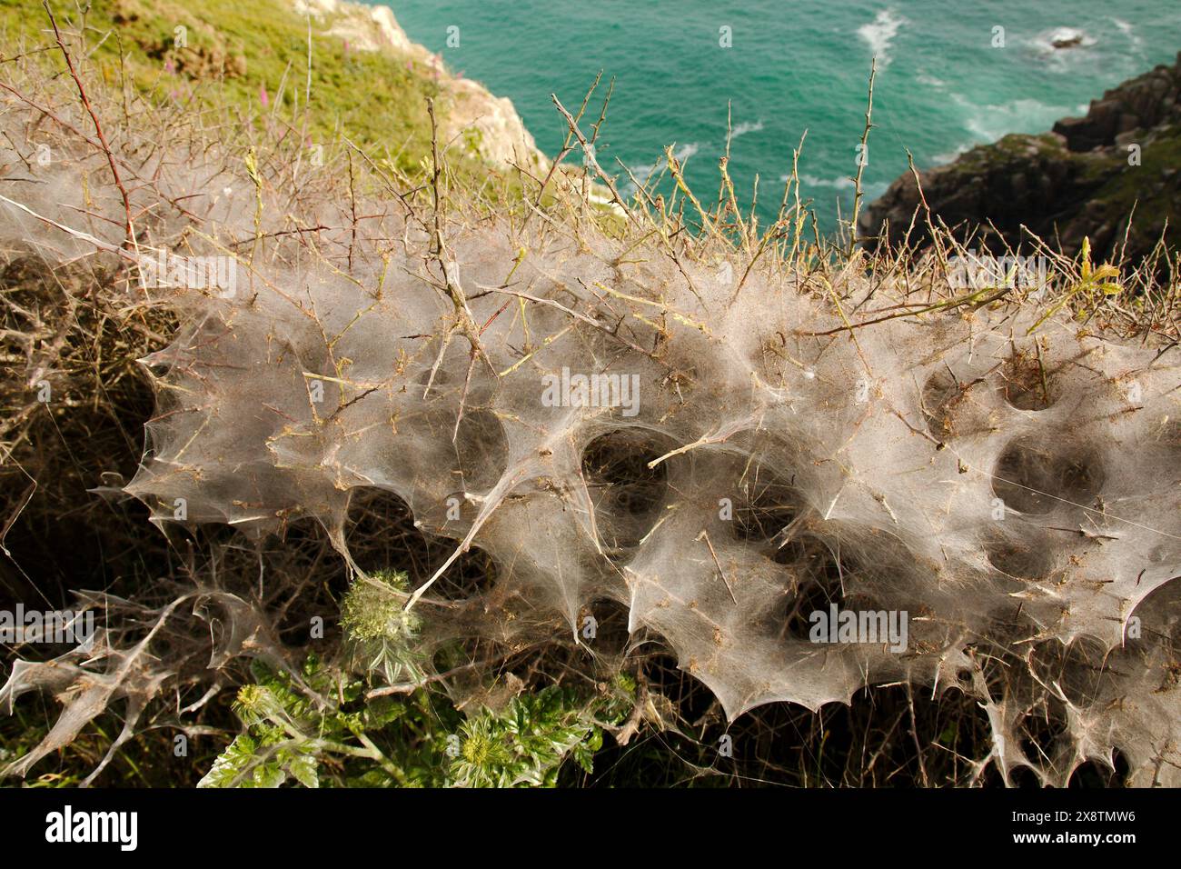 Webs moth hi-res stock photography and images - Alamy