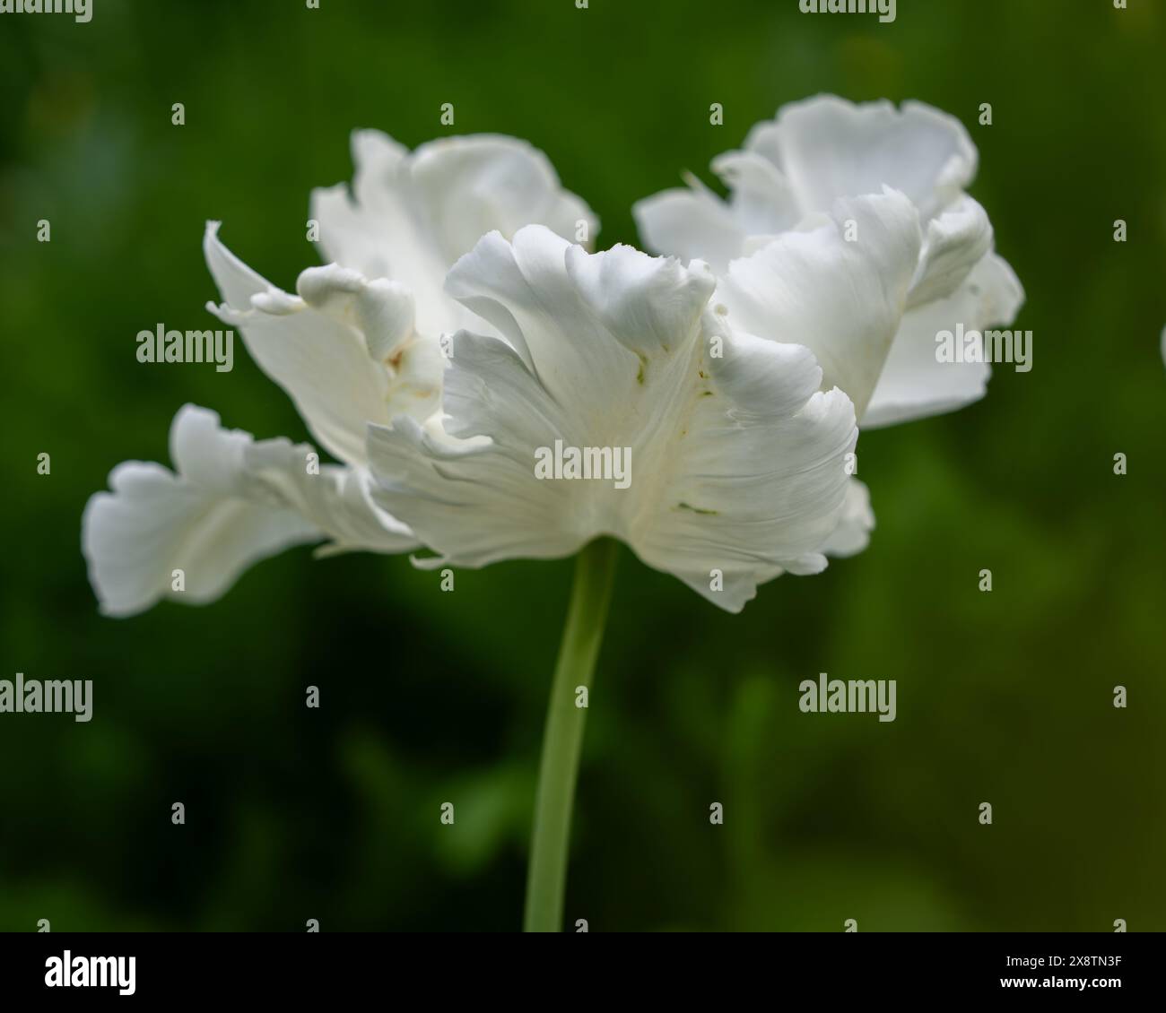 White parrot tulip flower - Tulipa Super Parrot. White parrot tulipe background. White parrot ...