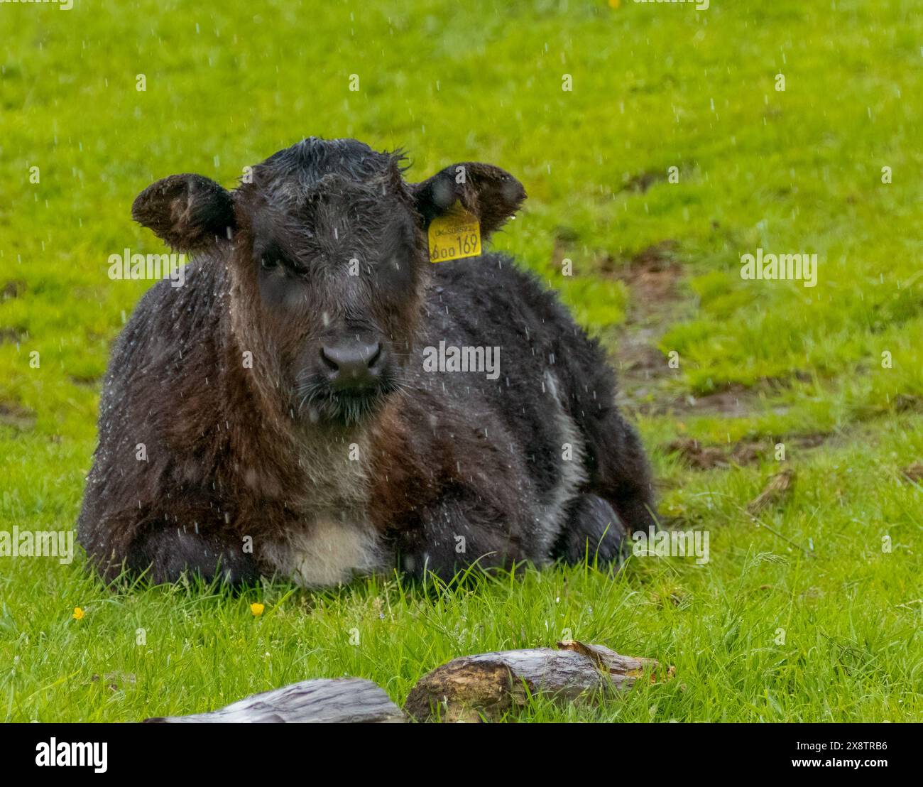 Highland cow in a field in the rain Stock Photo - Alamy