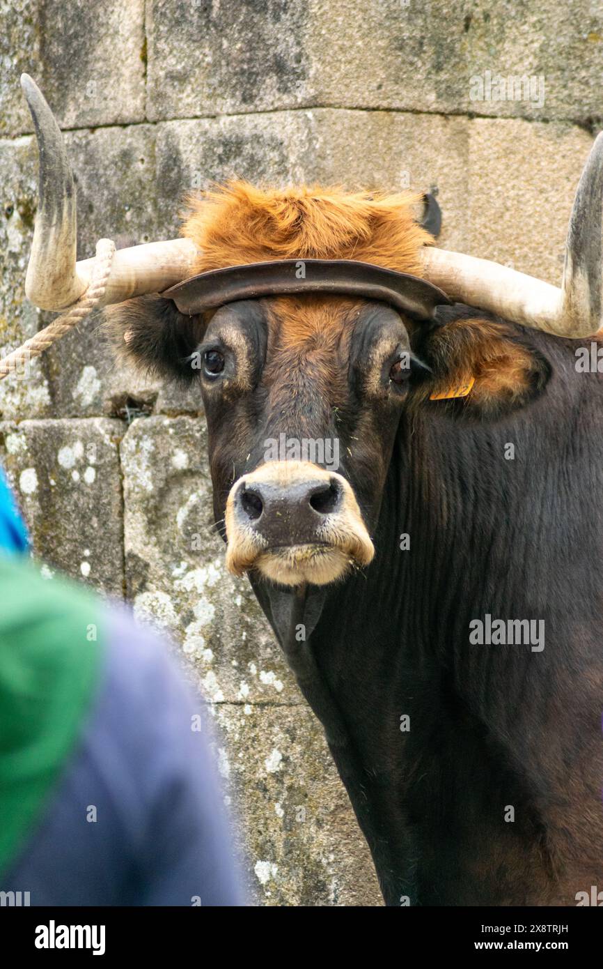 Portrait of an ox in the traditional festival of Allariz. Festa do Boi ...