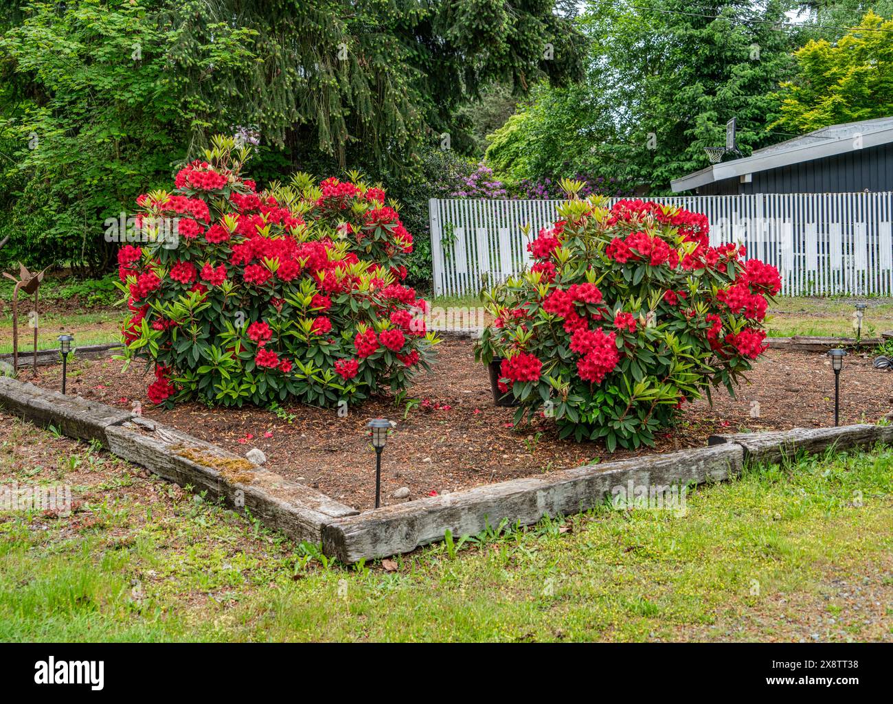 Red Rhododendron flowers bushes in a front yard in Normandy Park ...