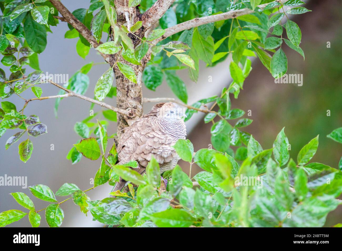 zebra dove bird on tree branch Stock Photo - Alamy