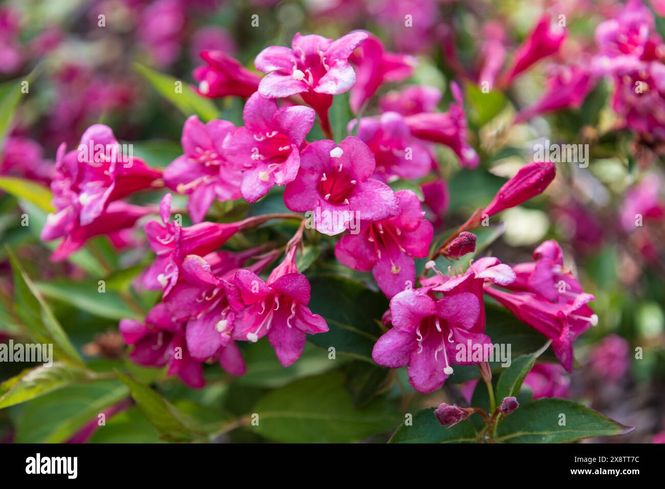 Blossom of Weigela florida. Beautiful vibrant pink flowers in spring ...