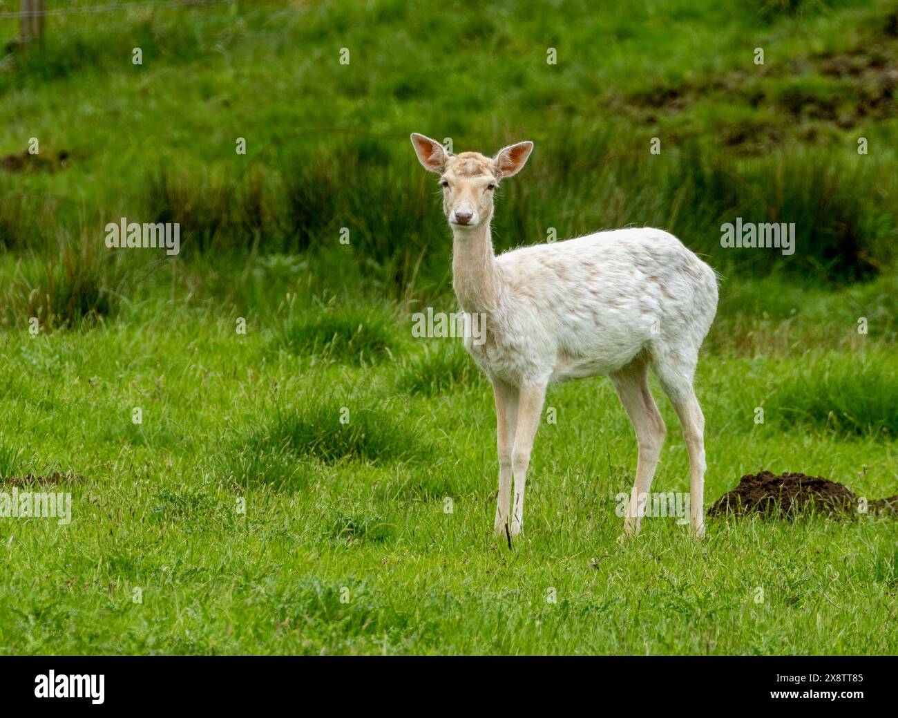 Field herd fallow deer hi-res stock photography and images - Alamy
