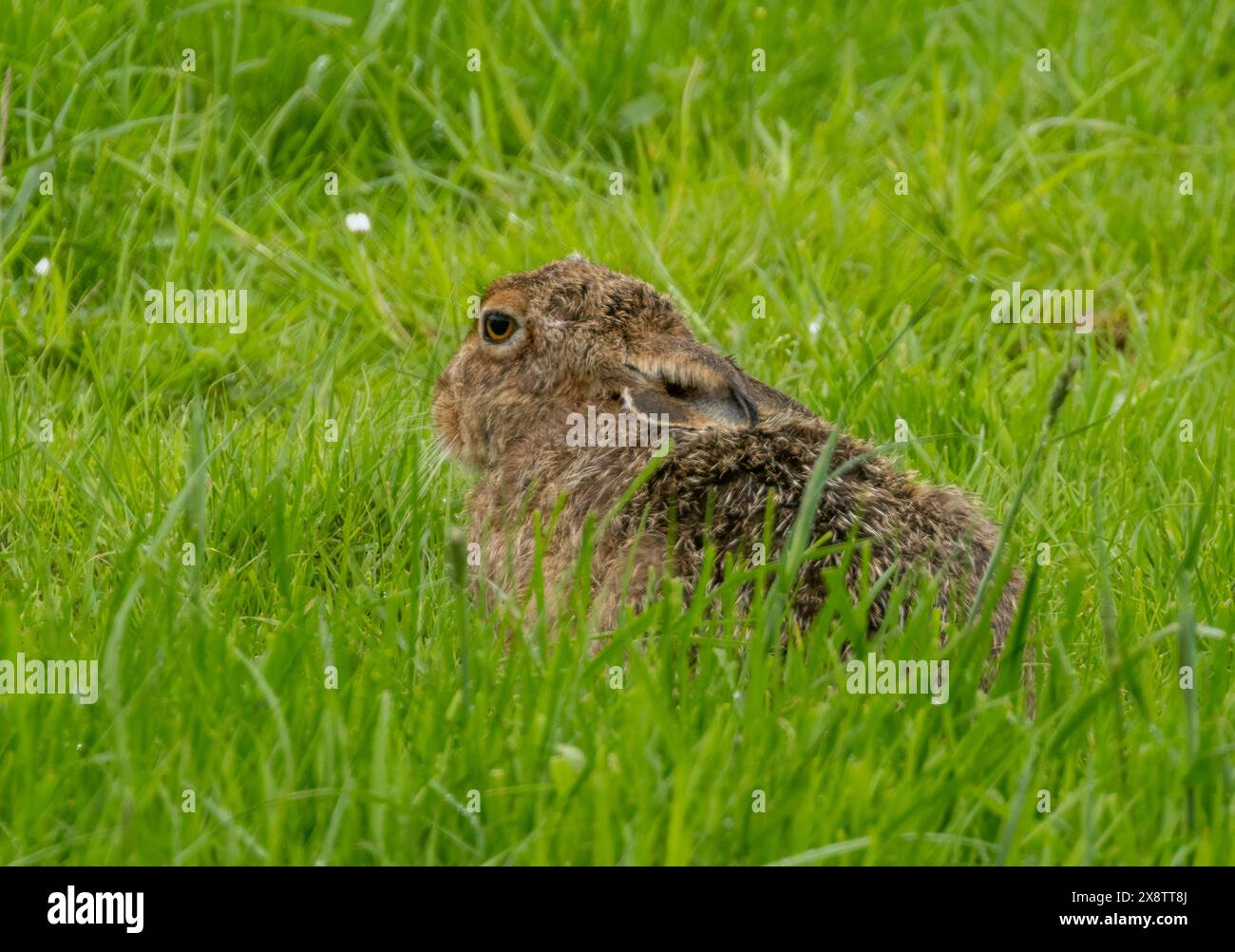 Wild brown hare laying low in a green meadow Stock Photo - Alamy