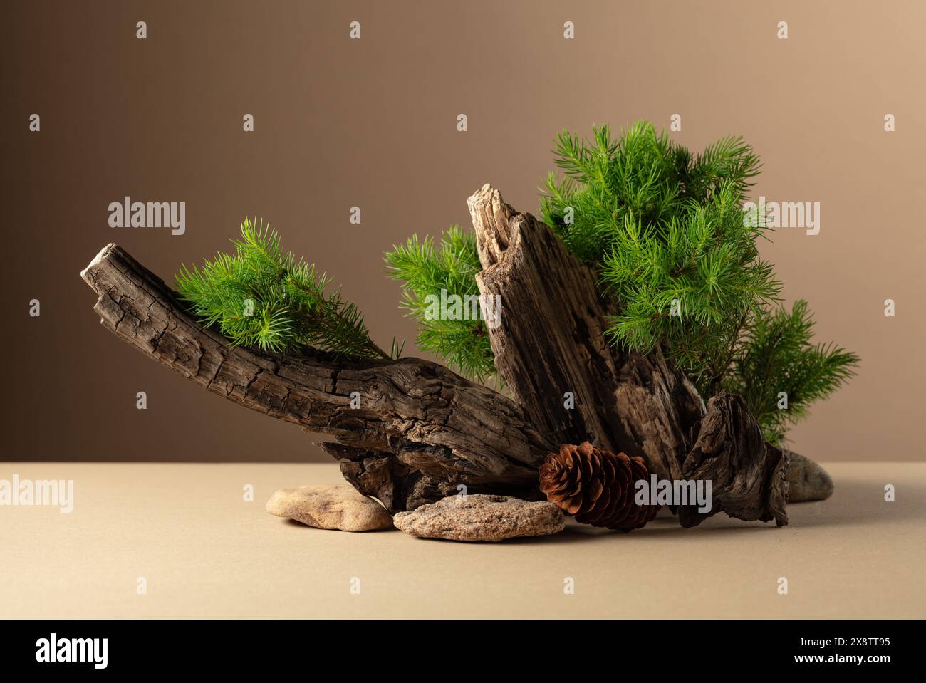 Abstract nature scene with a composition of spruce branches, stones ...