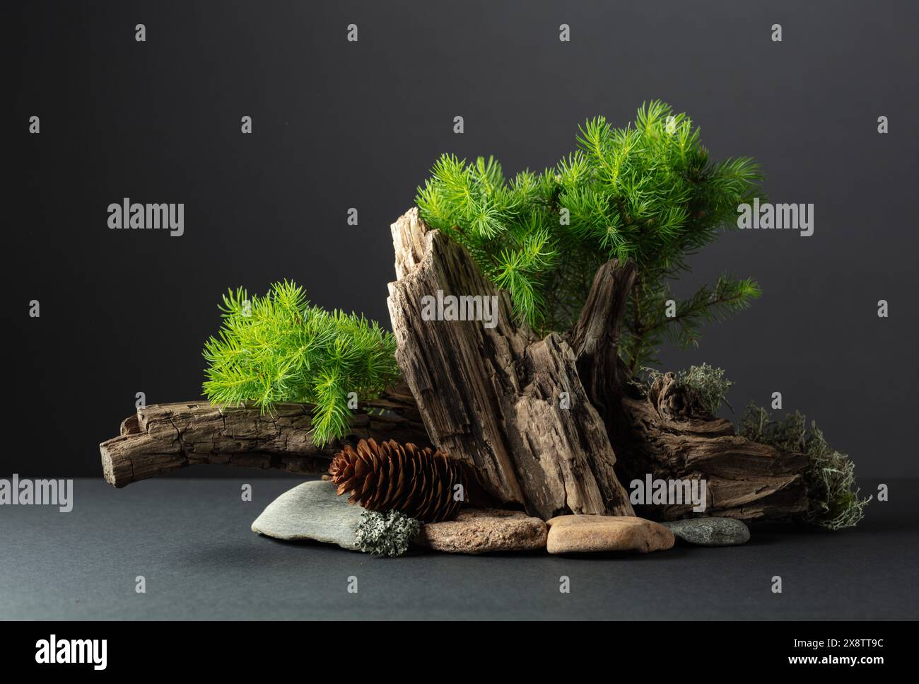 Abstract nature scene with a composition of spruce branches, stones ...