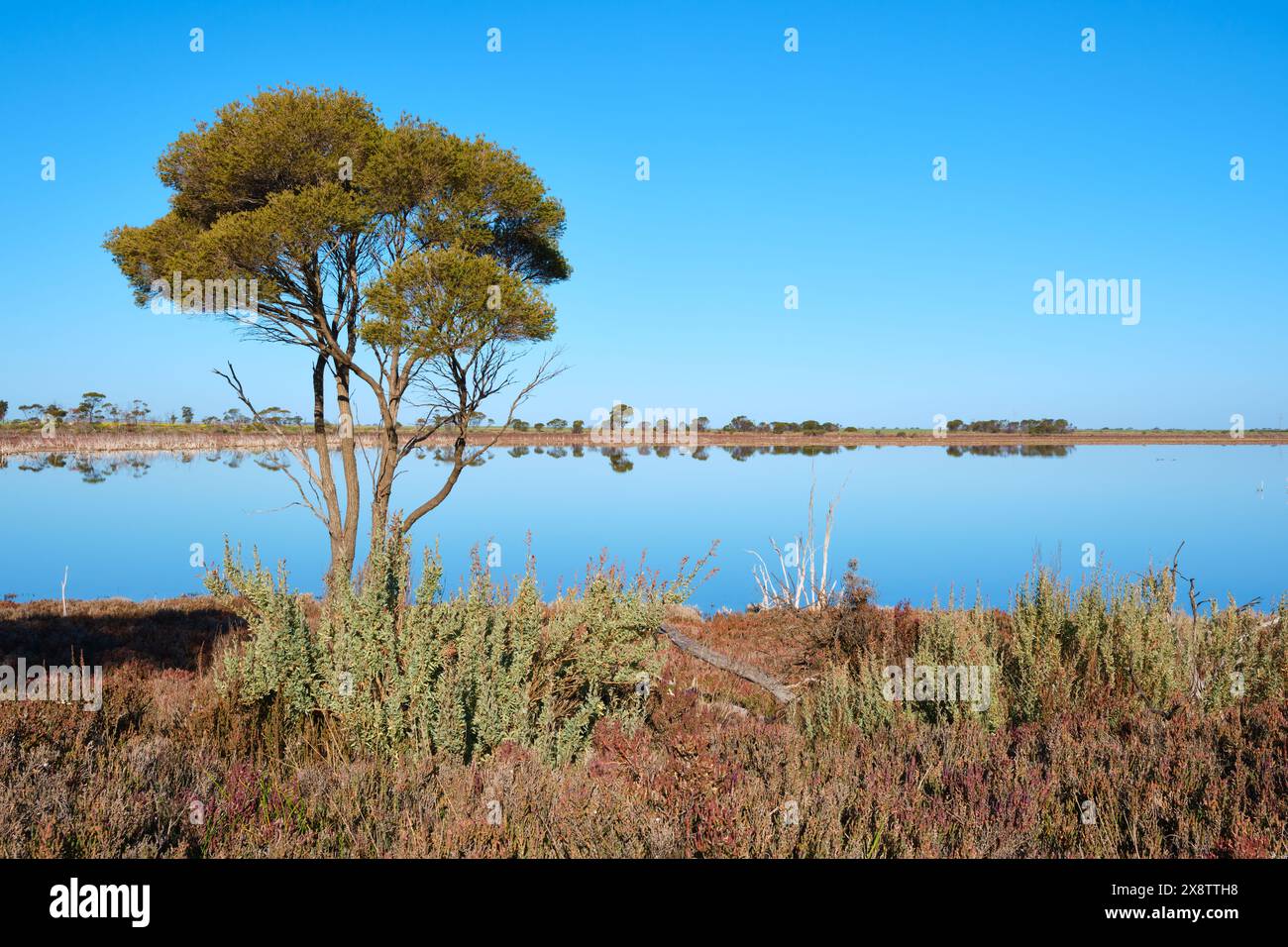 The still water of Kondinin Lake in late afternoon light with lakeside ...