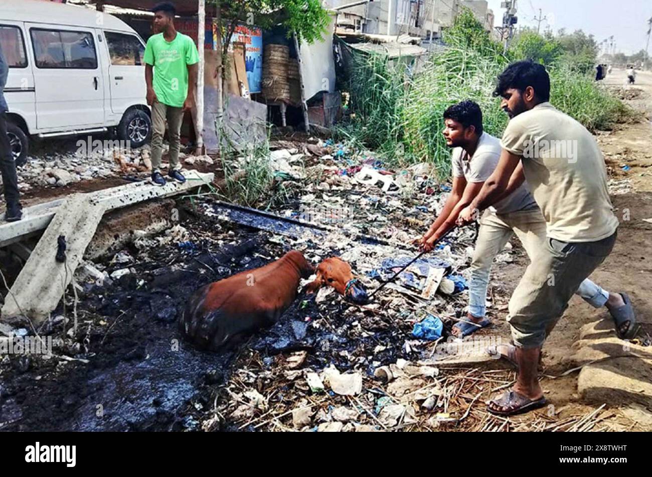 People are busy in rescue to recover a cow sacrificial animal, which ...