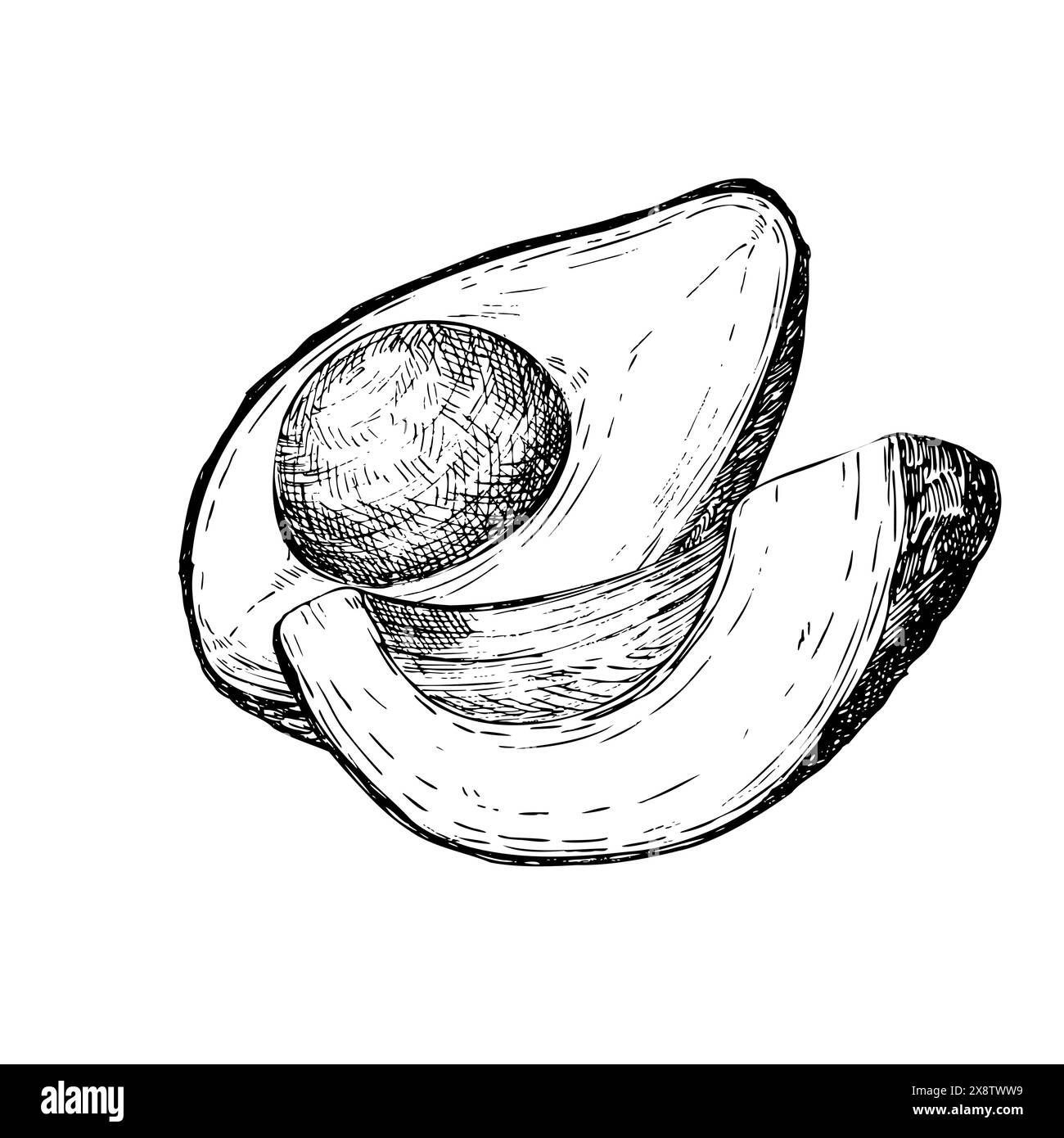 Avocado hass graphic vector illustration, hand drawn sketch of ...