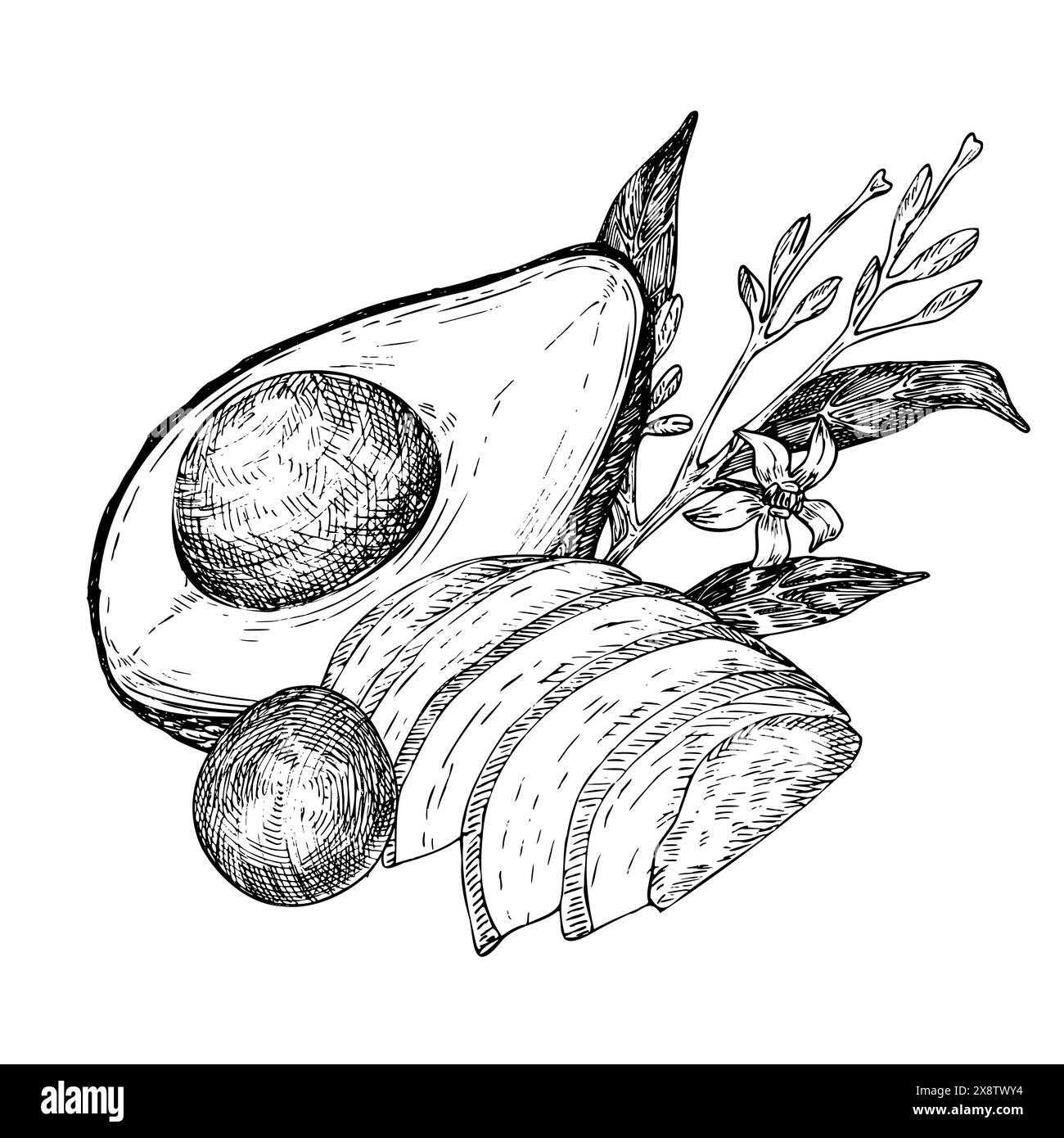 Avocado hass graphic vector illustration, hand drawn sketch of ...
