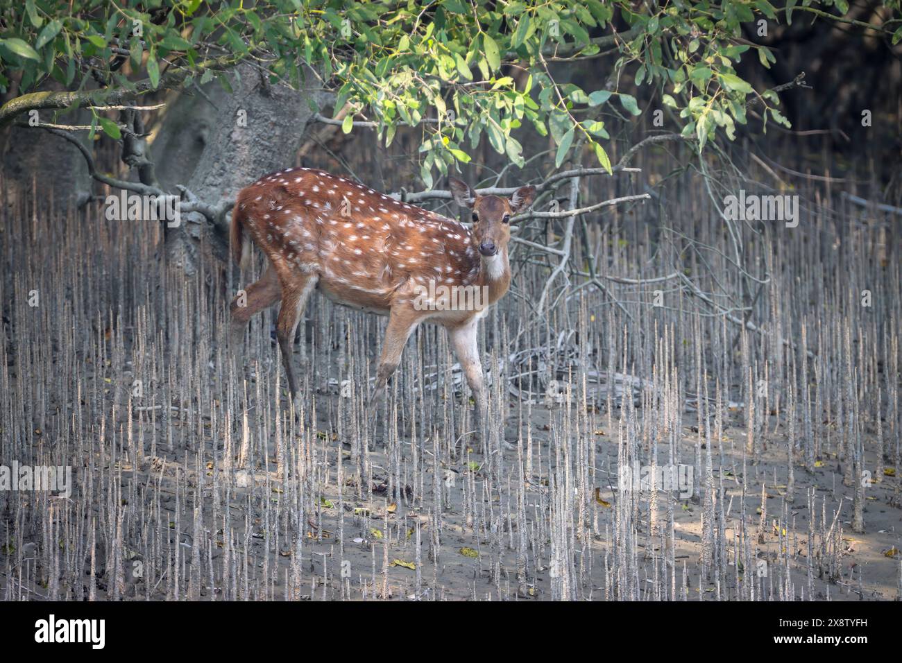 Wild spotted deer(female).spotted deer or chital deer is a deer species ...