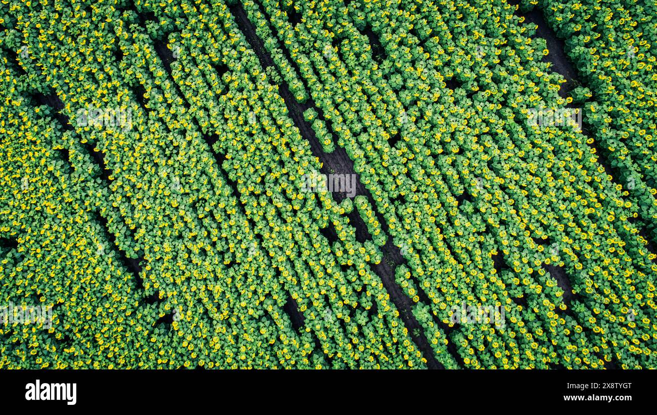 Aerial view field sunflowers hi-res stock photography and images - Alamy