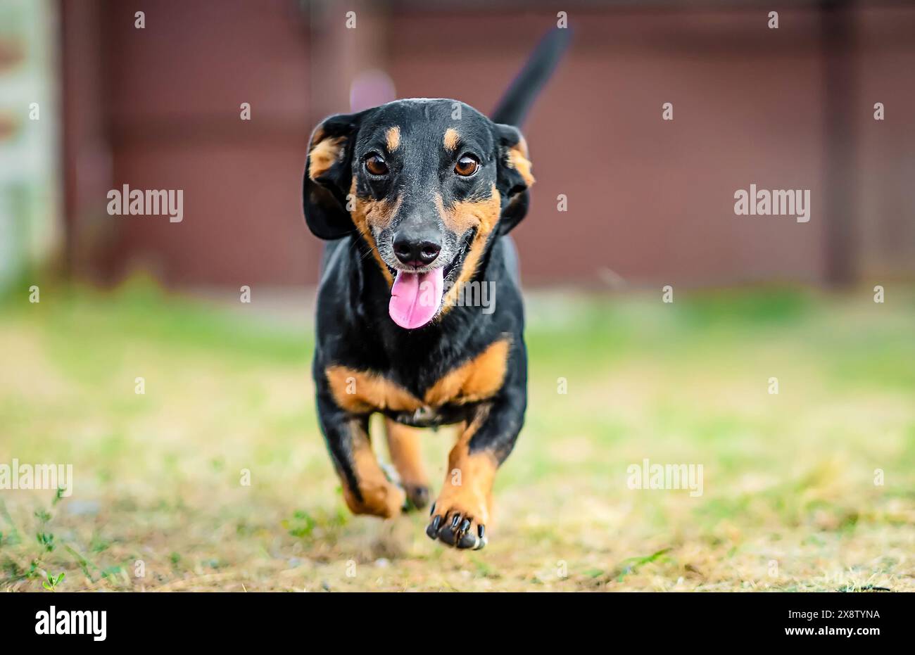 Long haired dachshund run hi-res stock photography and images - Alamy