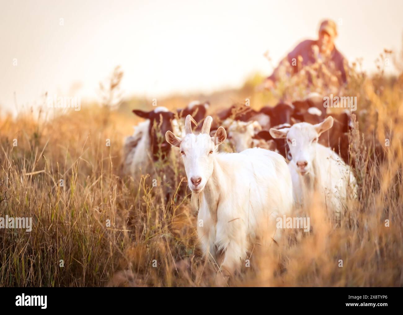 Goats on field hi-res stock photography and images - Alamy