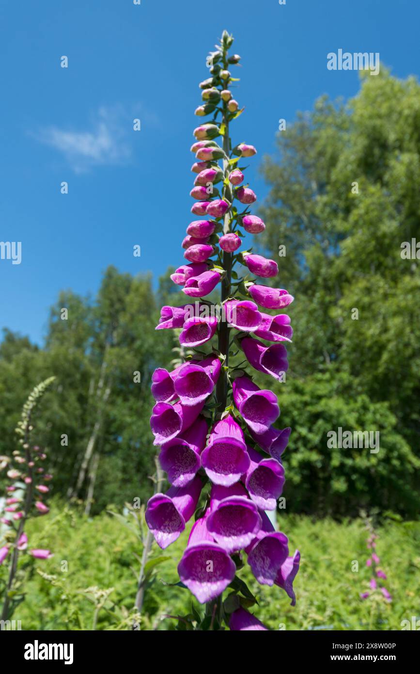 Purple foxglove flowers growing wild Stock Photo - Alamy