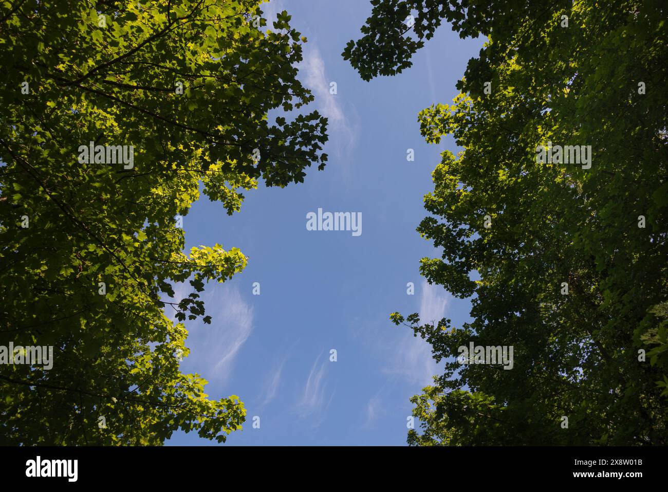 Looking up through tree canopy to blue sky Stock Photo - Alamy