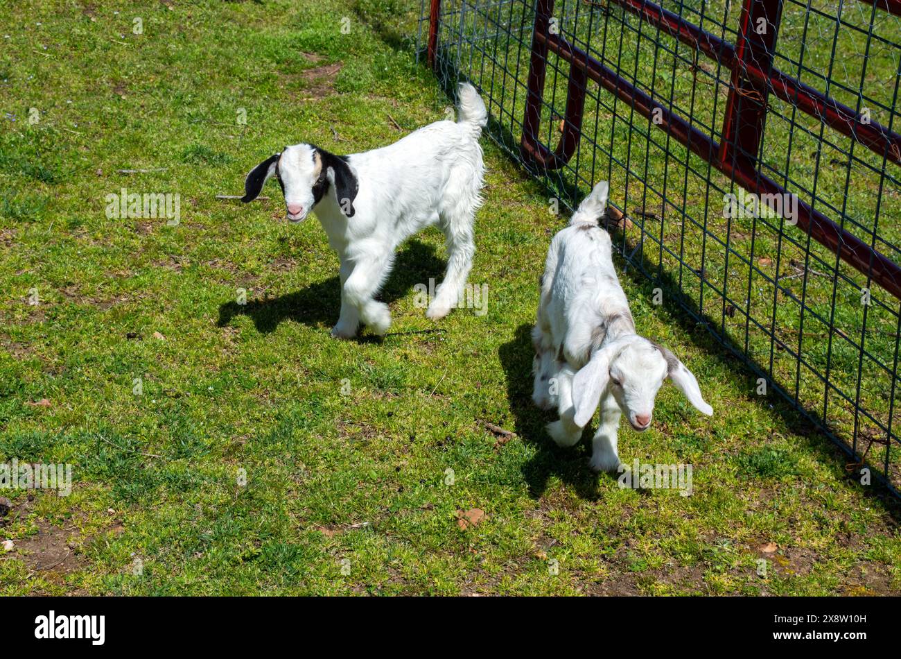 Little girl twin goats romp and play in the green pasture on a bright ...