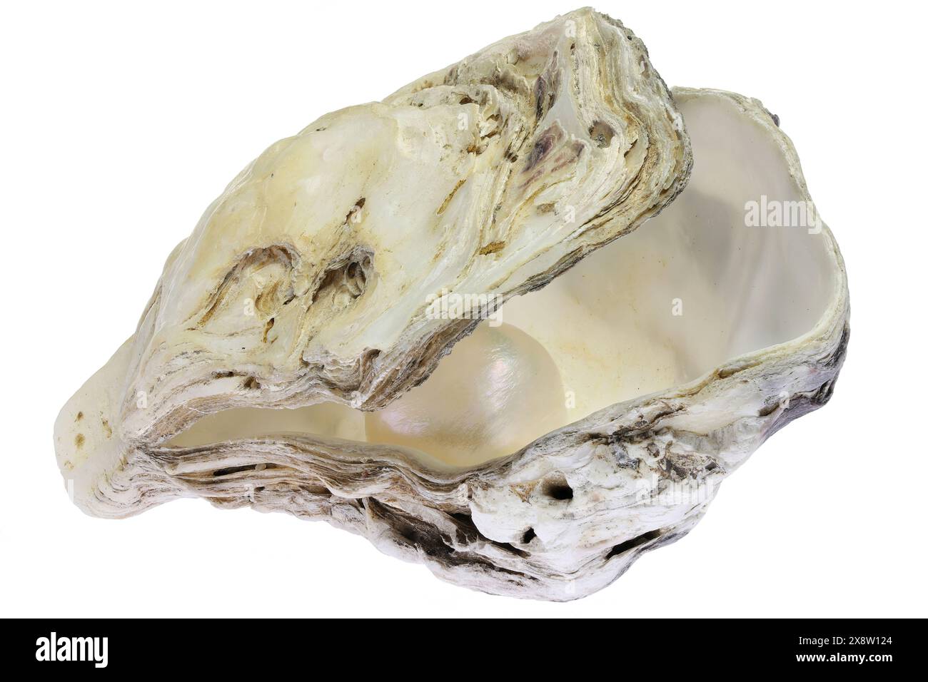 Pearl oyster shell hi-res stock photography and images - Alamy