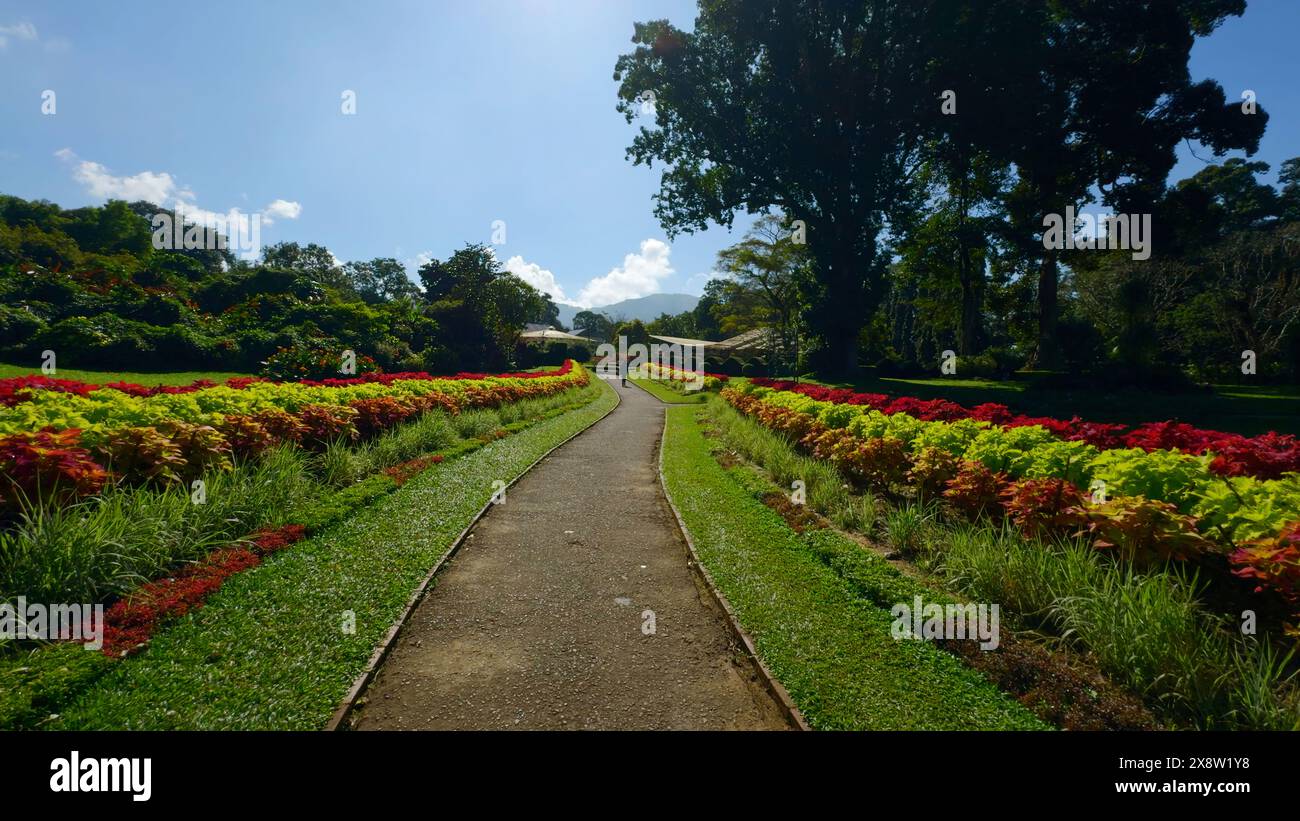 Epic rose garden with green trees at day time. Action. Walking along ...