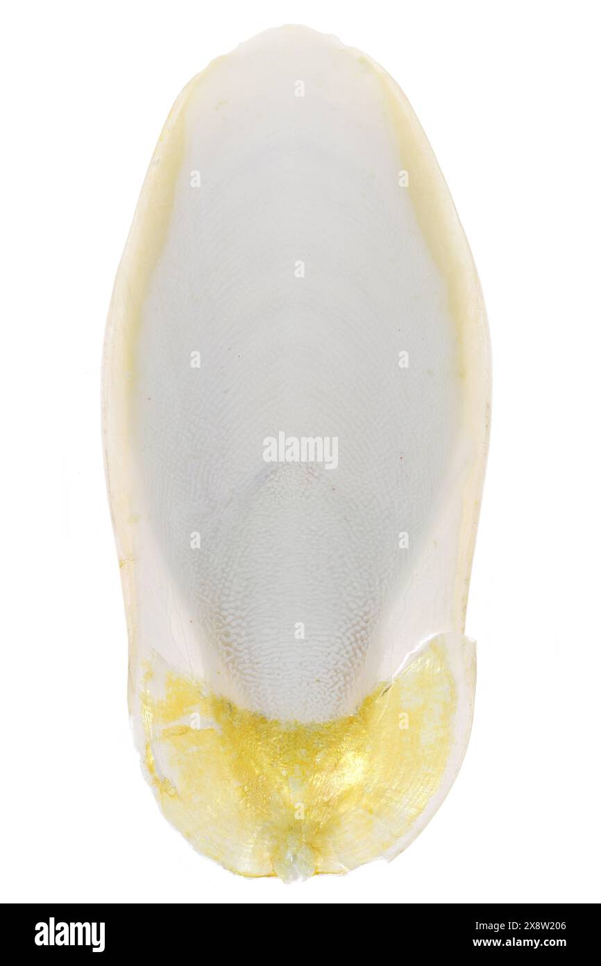 Cuttlebone cuttlefish bone hi-res stock photography and images - Alamy