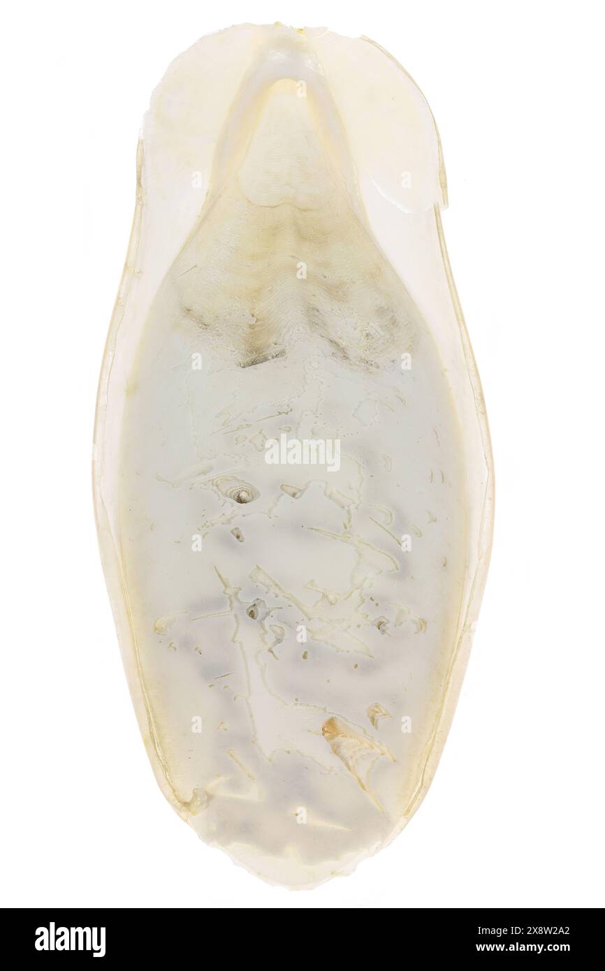 cuttlebone isolated on white background Stock Photo - Alamy