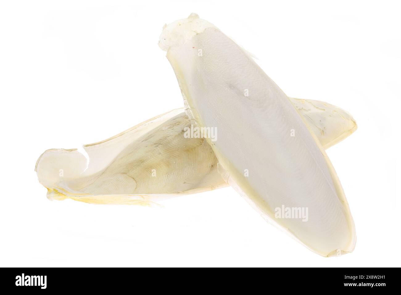 cuttlebone isolated on white background Stock Photo - Alamy